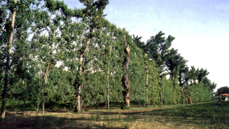 Asprinio d'Aversa - Club-del-gusto